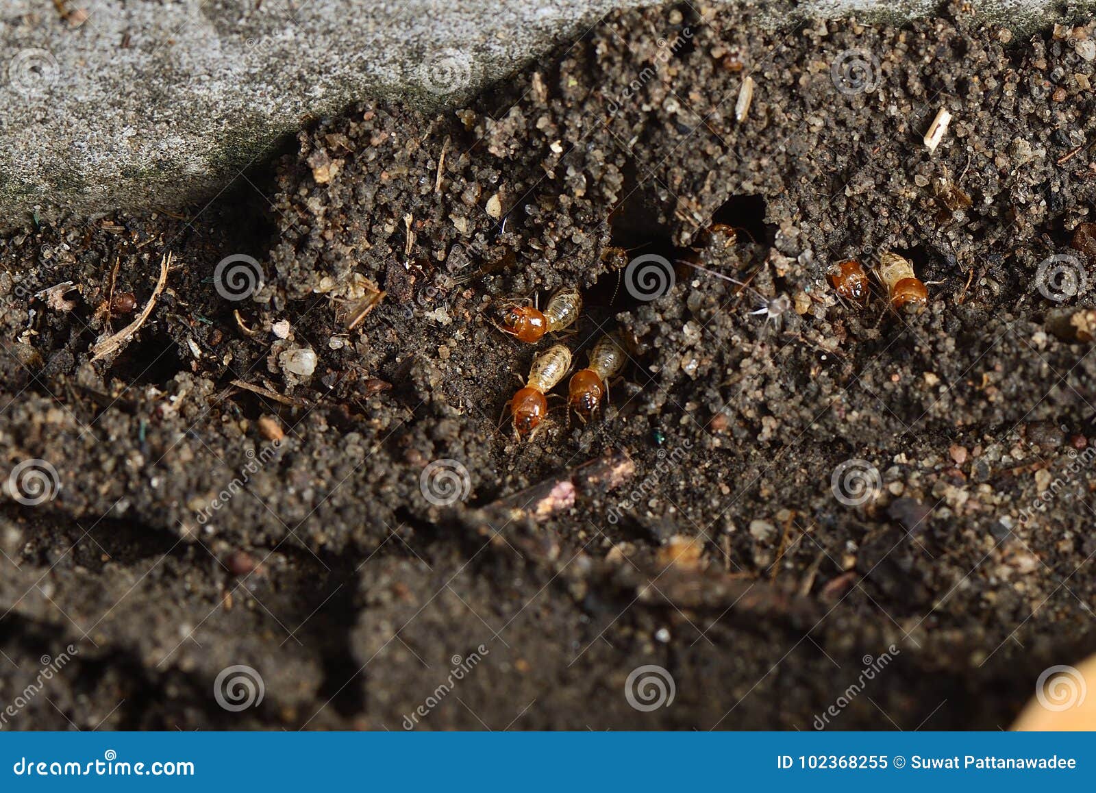 Close Up Termite And Texture And Structure The Termite Nests In ...