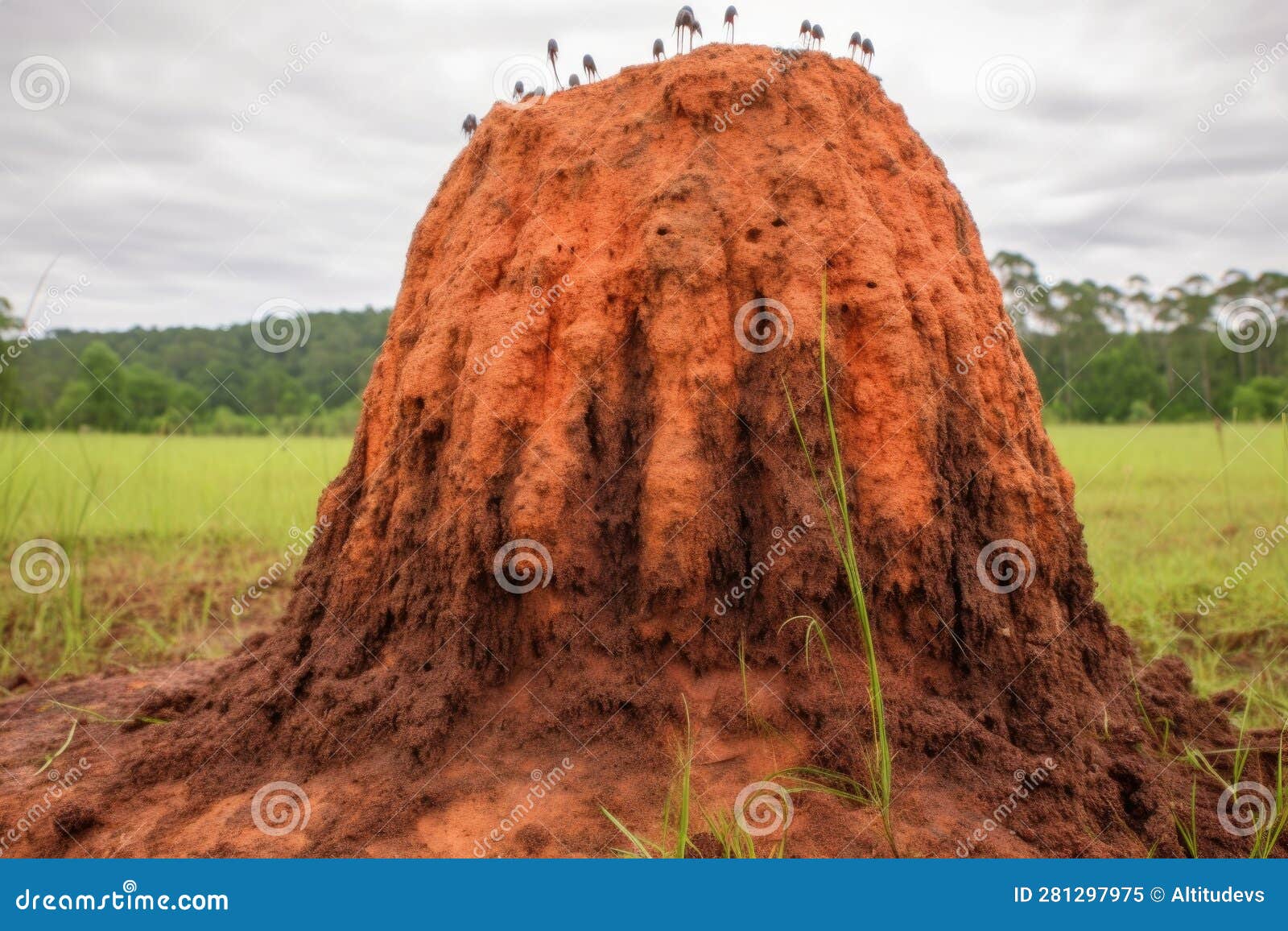 Close-up of a Termite Mound with Grassy Backdrop Stock Illustration ...
