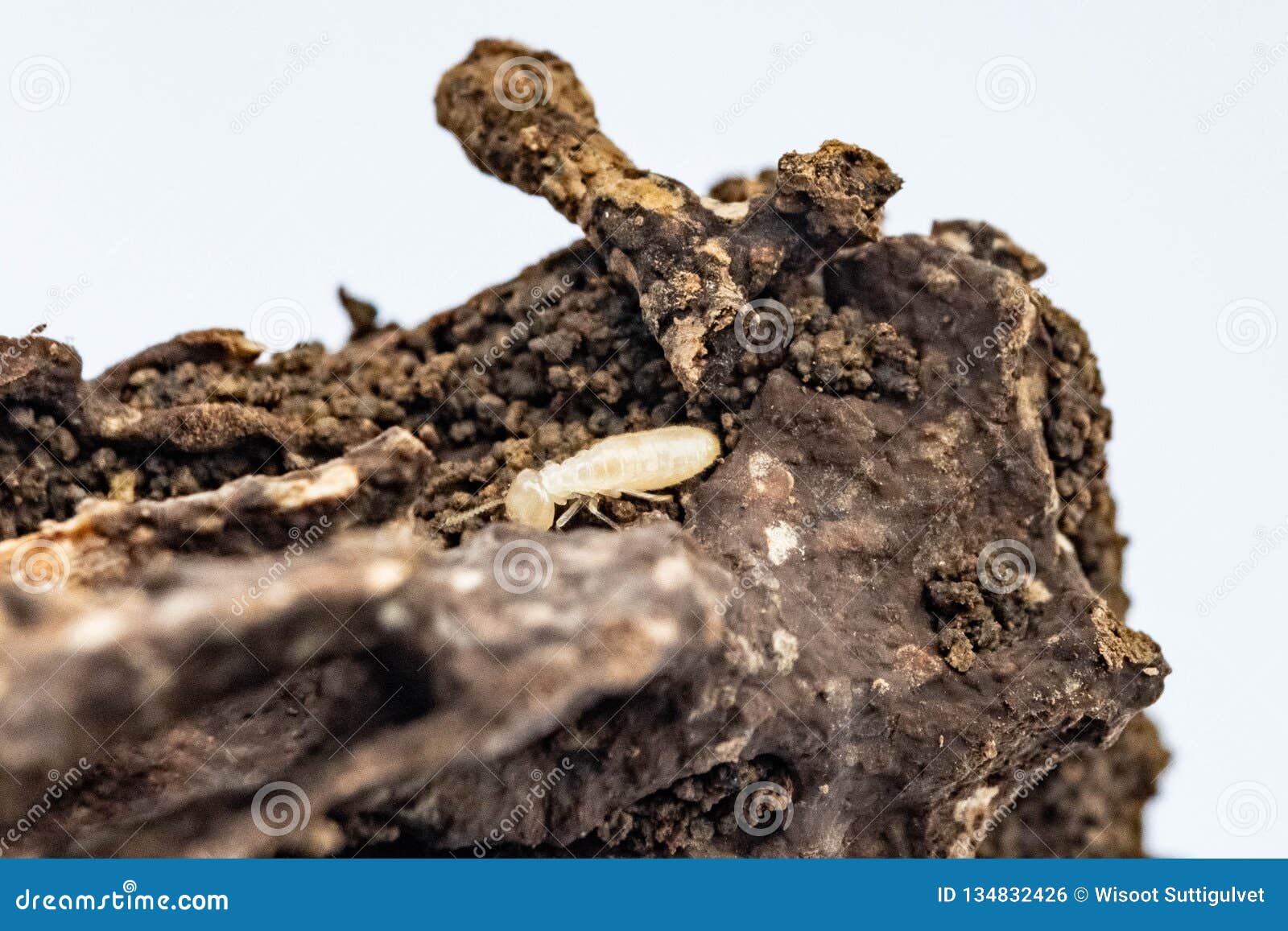 Termites Nest Structure