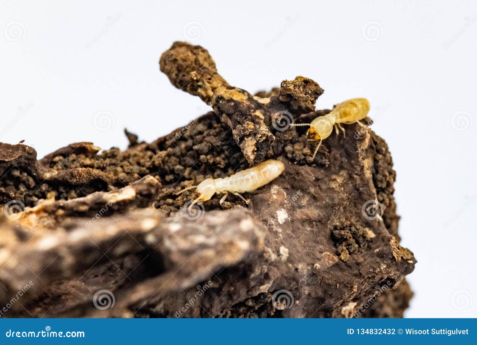Close Up Termite and Texture and Structure the Termite Nests in ...