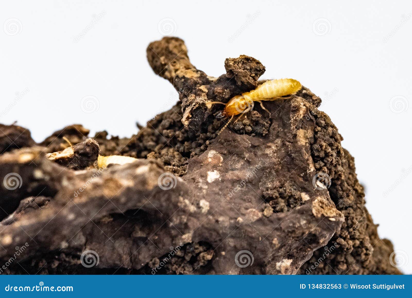 Close Up Termite and Texture and Structure the Termite Nests in ...