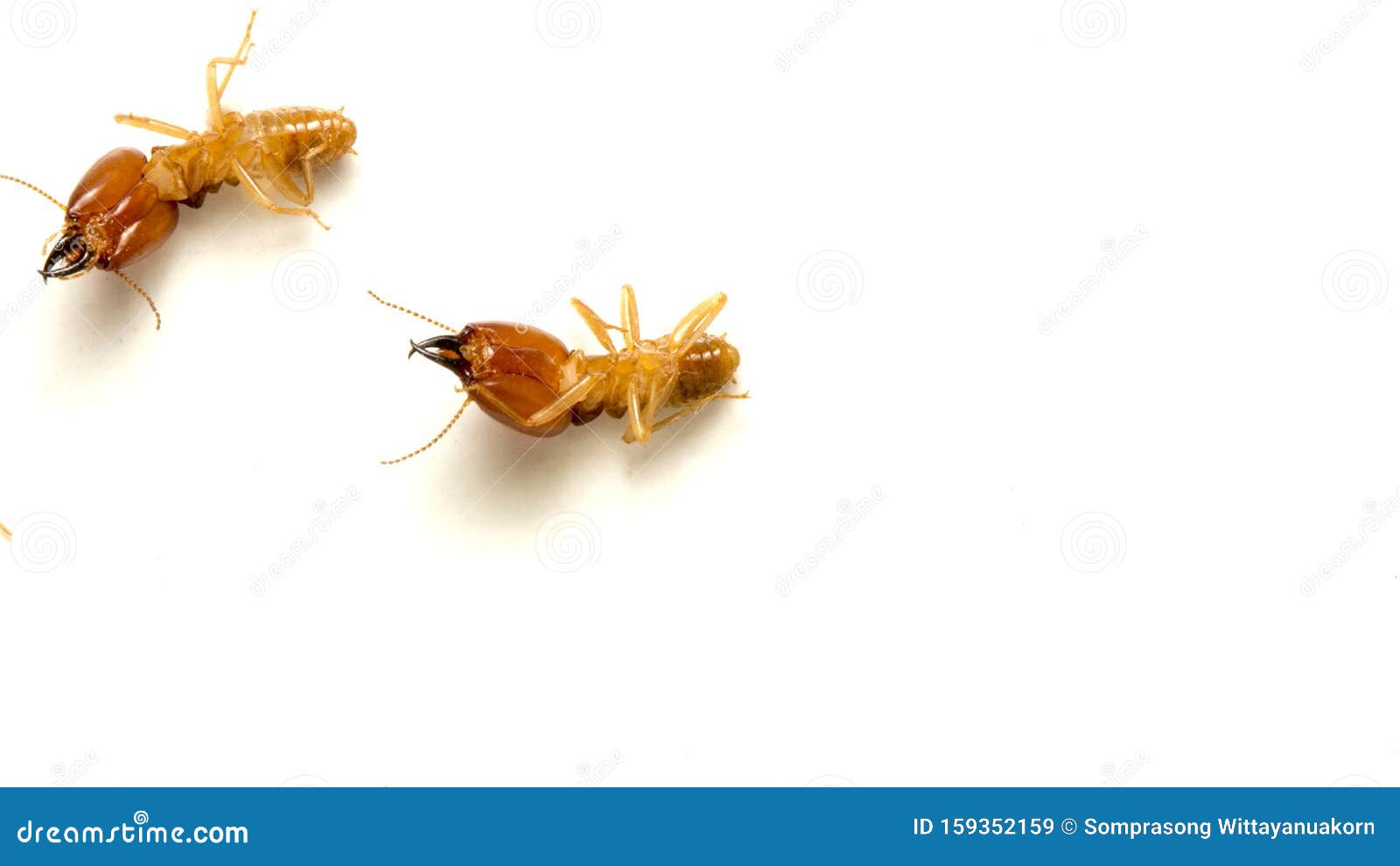 Close Up Termites Dead on a White Background. Concept of Insect Control ...