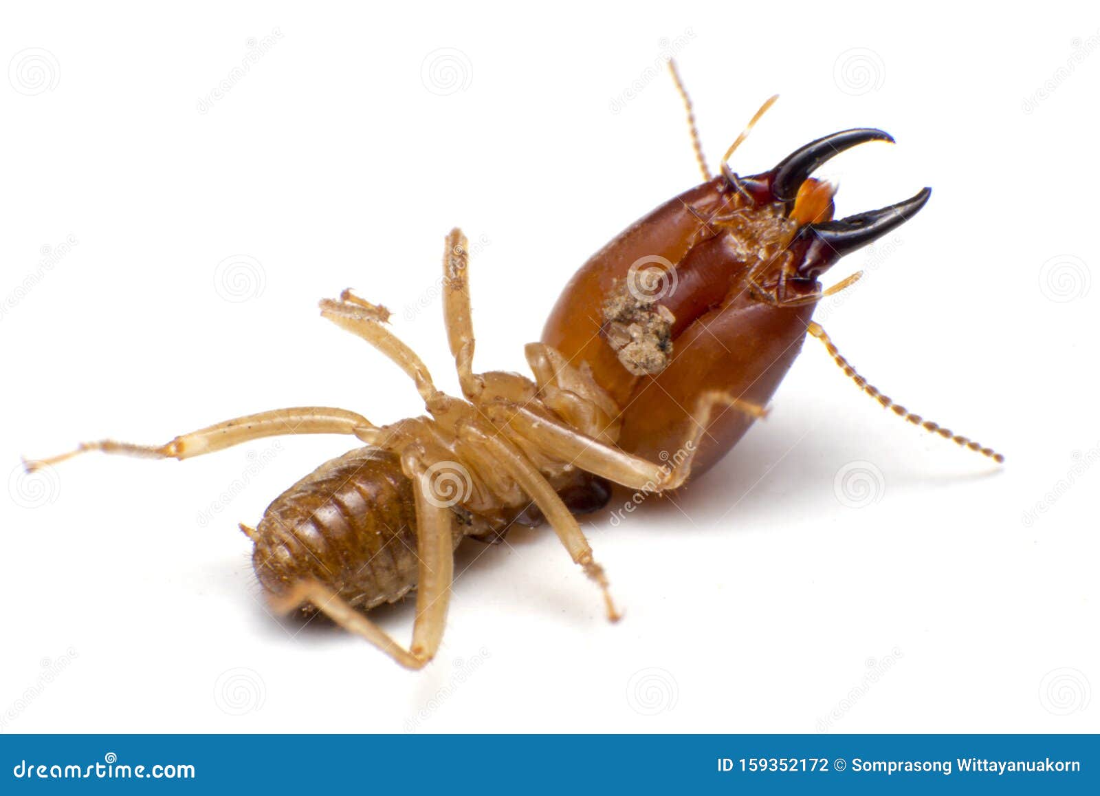 Dead Termites Or White Ants With Mound. Stock Photography ...