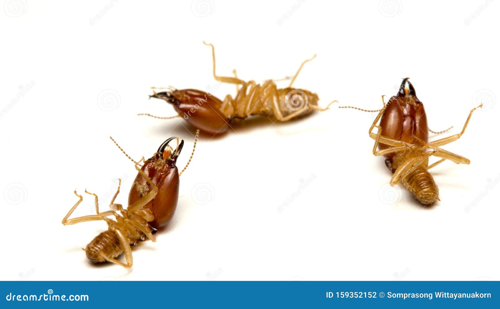 Close Up Termites Dead on a White Background. Concept of Insect Control ...
