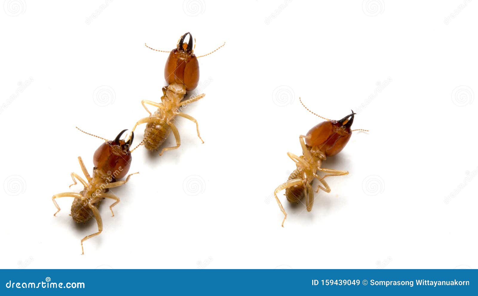 Close Up Termites Dead on a White Background. Concept of Insect Control ...