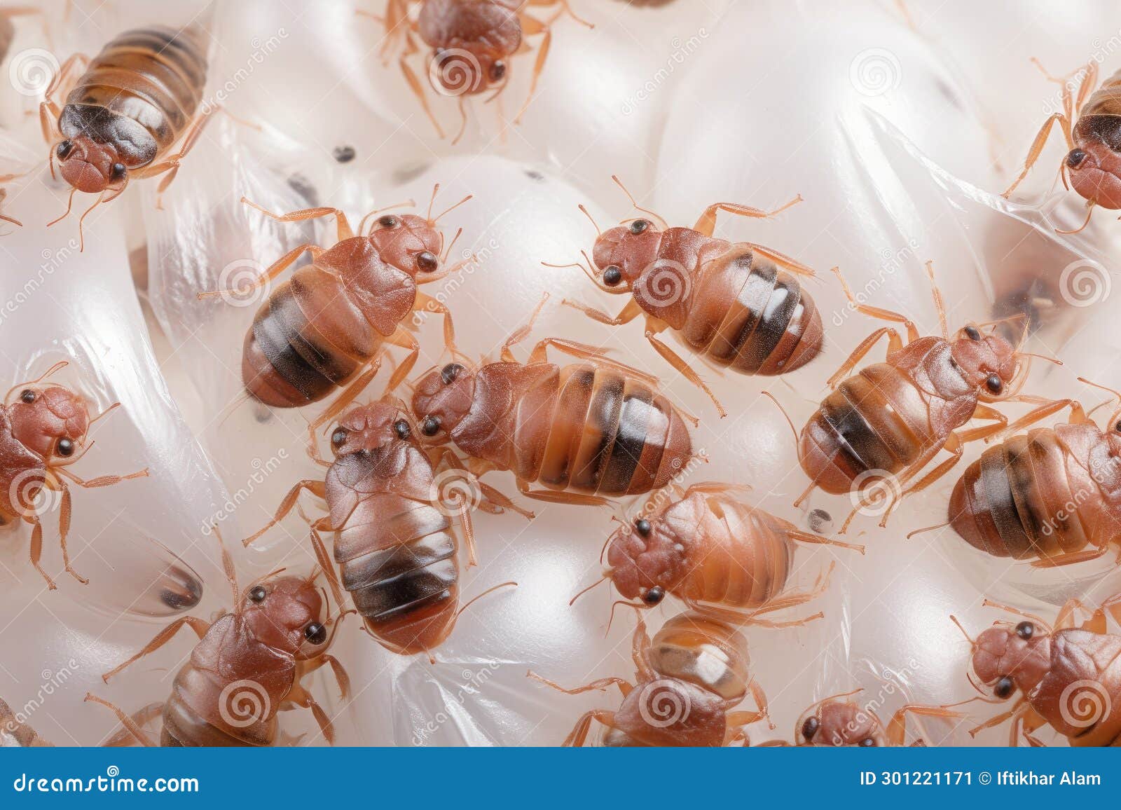 Close Up of Termites in Plastic Bag on White Background. Macro, Bedbug ...