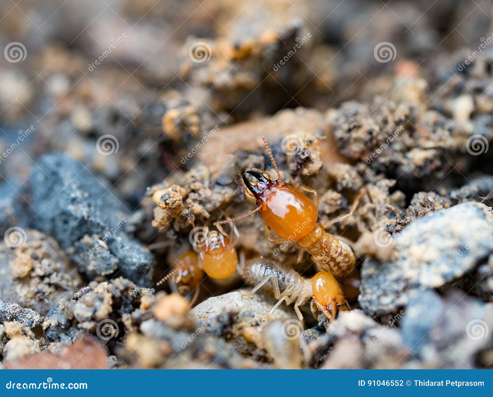 Close Up Termites or White Ants Destroyed Stock Photo - Image of ...