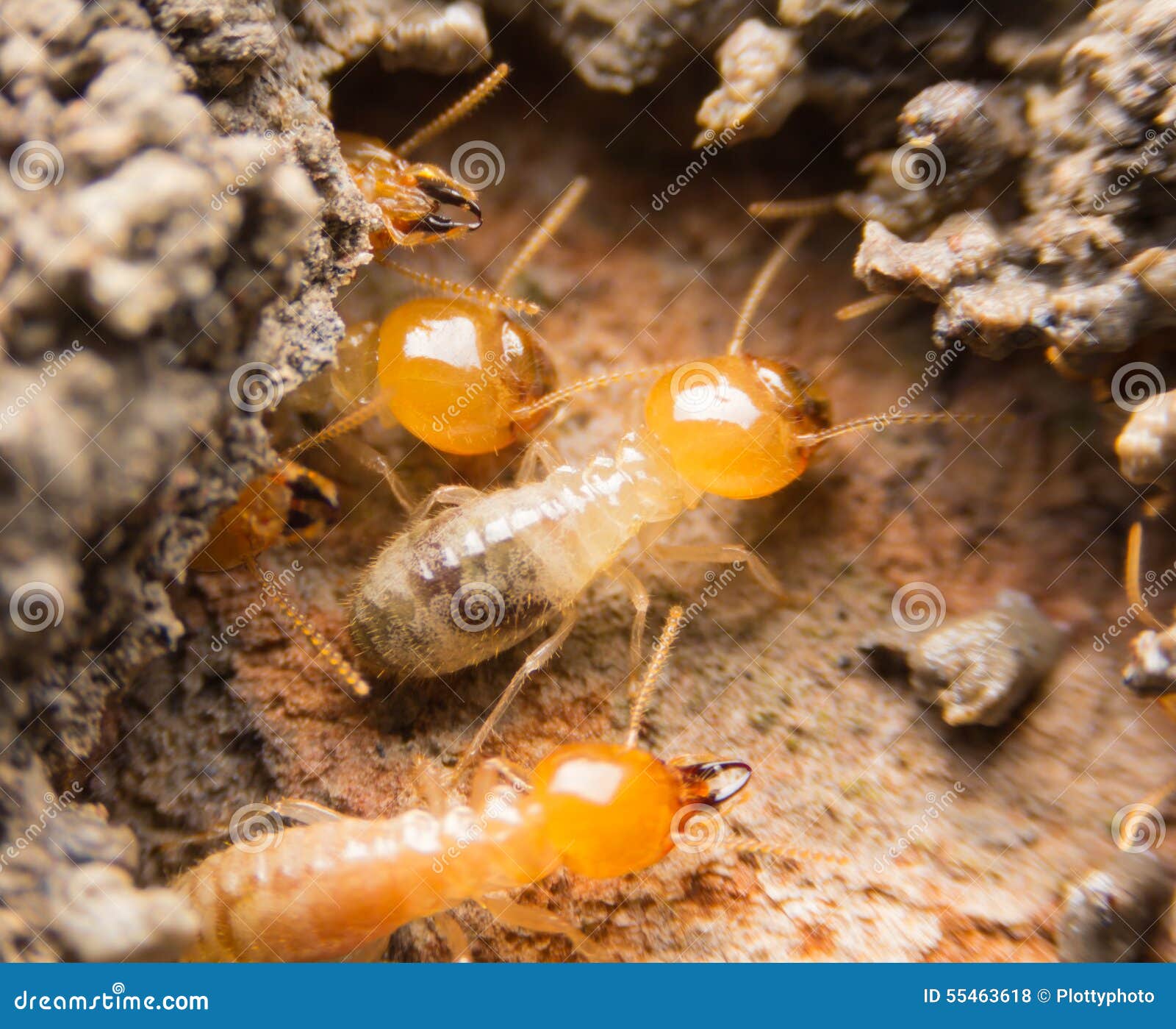 Close Up Of Termites Eating Wood Termite Damage House Royalty-Free ...