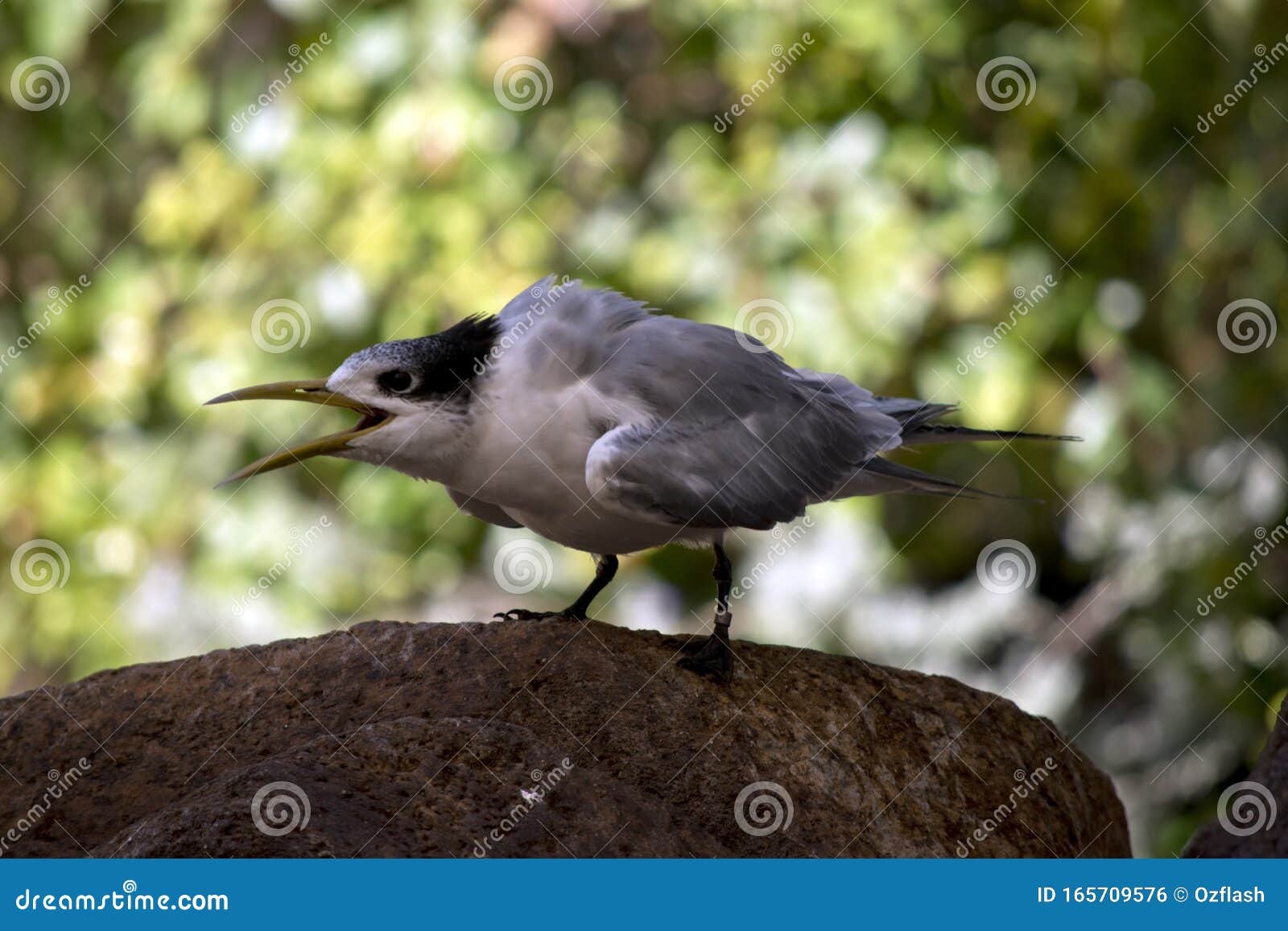 This is a Close Up of a Tern Stock Photo - Image of wings, wildlife ...