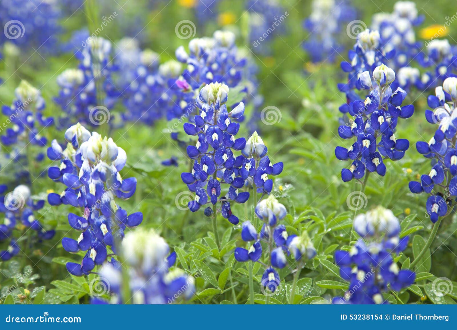 Close Up of Texas Bluebonnet Wildflowers Stock Photo - Image of close ...