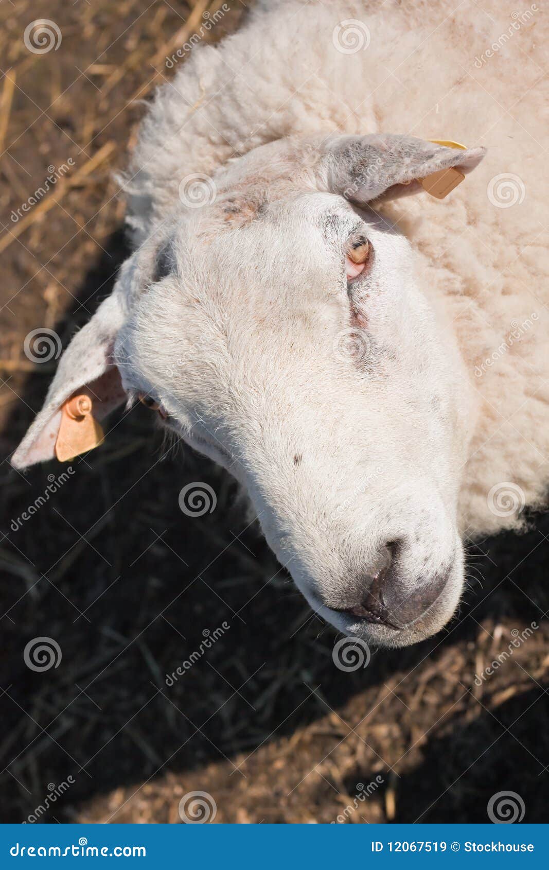 Close-up of Texel sheep stock image. Image of friendly - 12067519