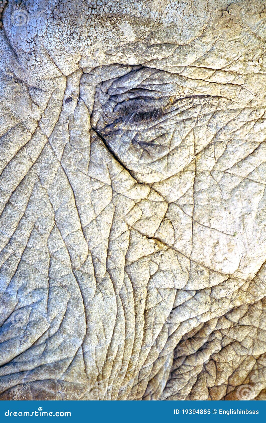 Close Up Texture of an African Elephant Stock Image - Image of texture ...