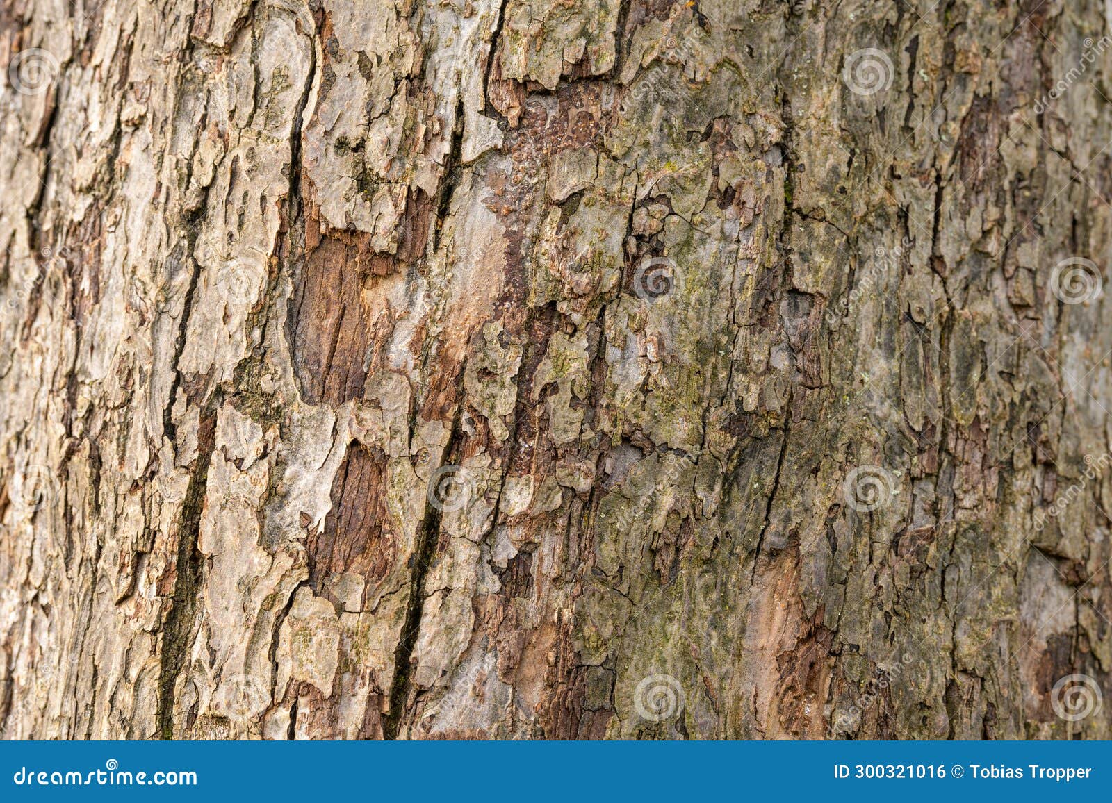 Close-up Texture Background Bark of an Apple Tree Stock Photo - Image ...