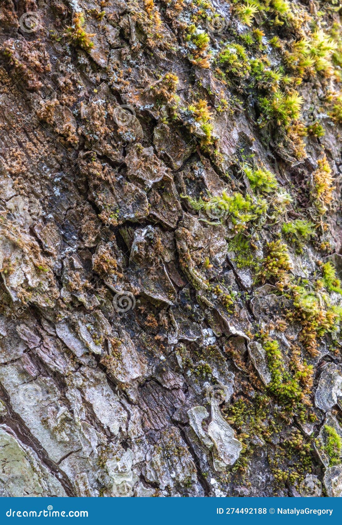 Close-up of the Texture of the Bark of an Apple Tree with Moss Stock ...