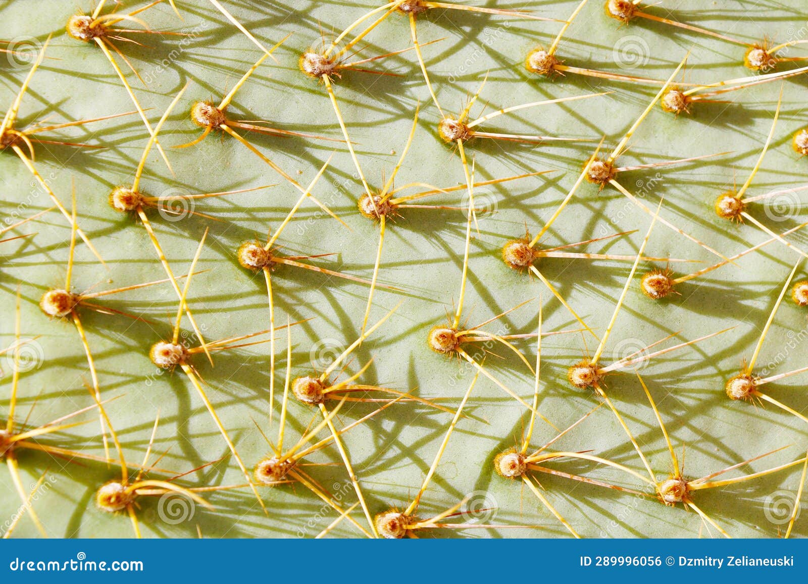 Close-up on the Texture of a Cactus with Needles. Stock Photo - Image ...