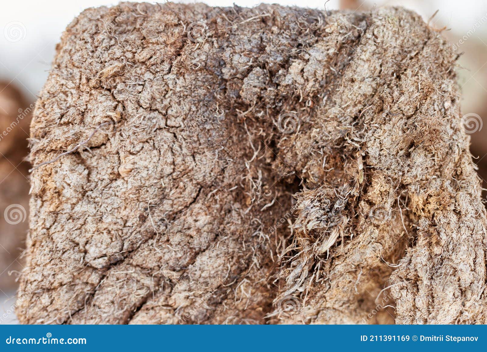 Close Up Texture of Chunk of Peat Piled Up for Drying. Peat Production ...