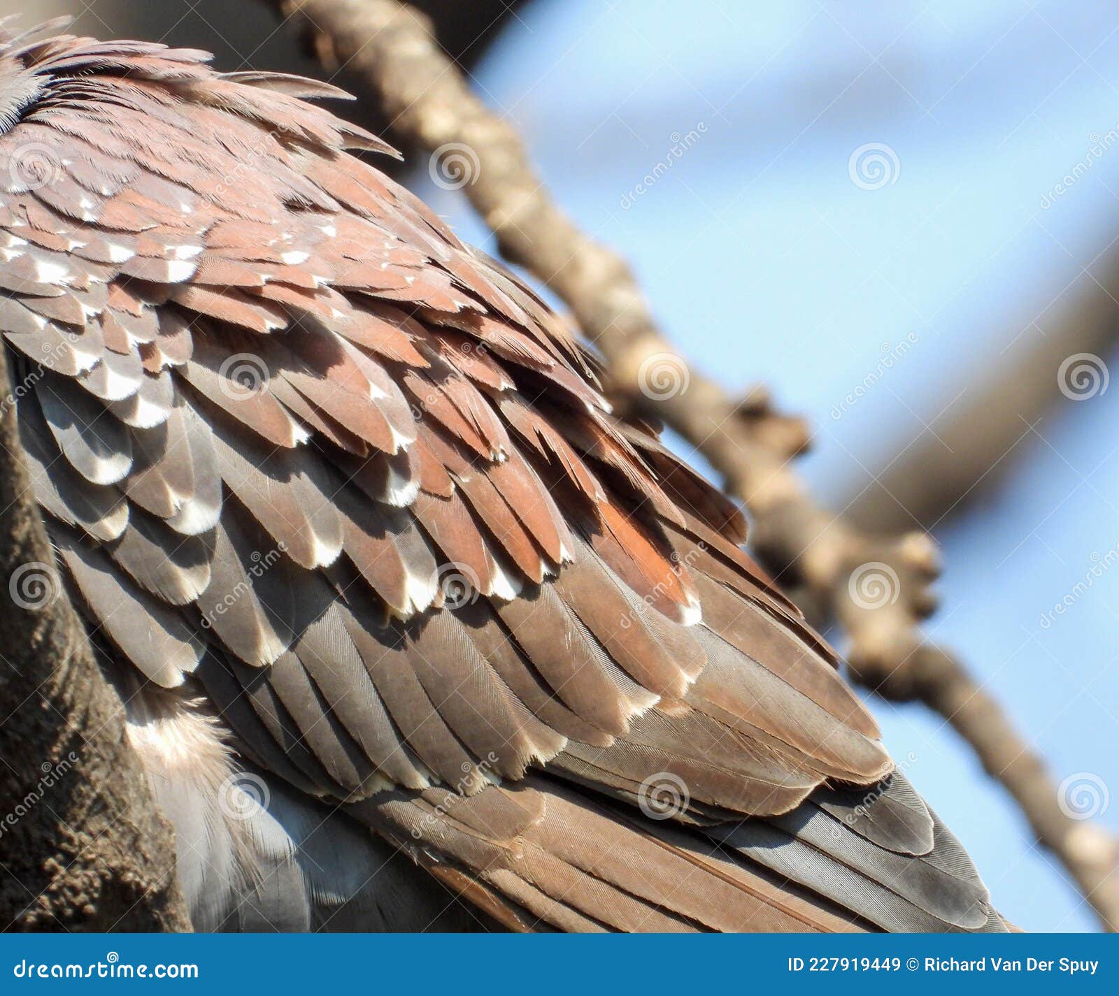 Wing Feather Structure of a Speckled Pigeon Stock Image - Image of ...