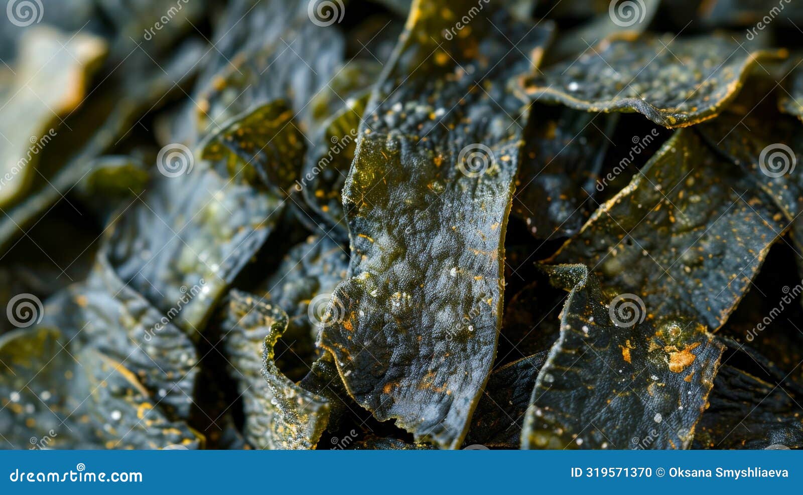 Close-up Texture of Crispy Seaweed Snack Sheets Stock Photo - Image of ...