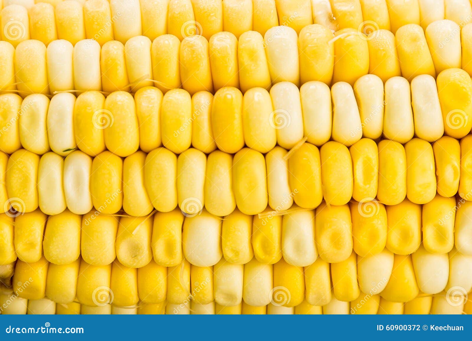 Close Up Texture of the Crystal Corn Maize Variety Stock Photo - Image ...