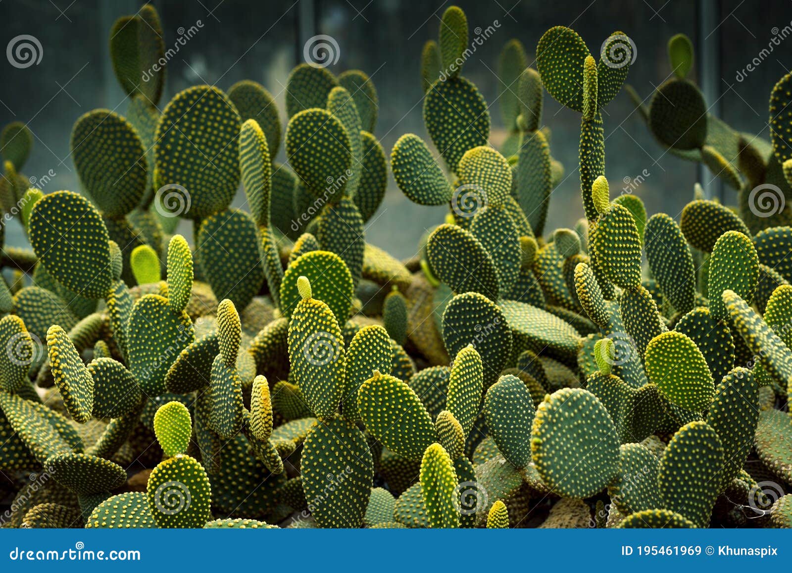 Close Up Texture Detail of Succulent Stock Image - Image of house ...
