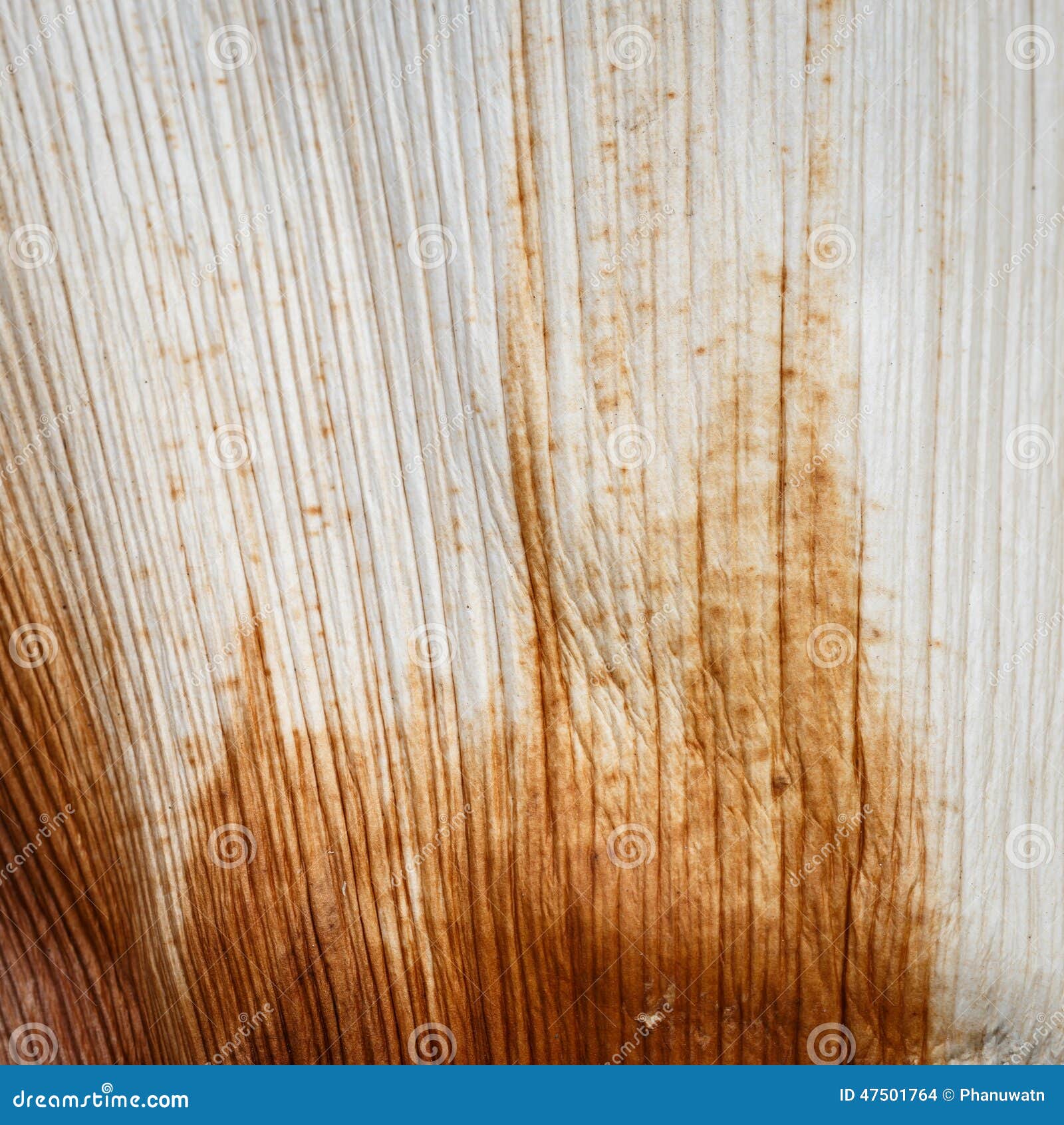 Close Up Texture of Dried Palm Leaf Stock Photo - Image of contrast ...