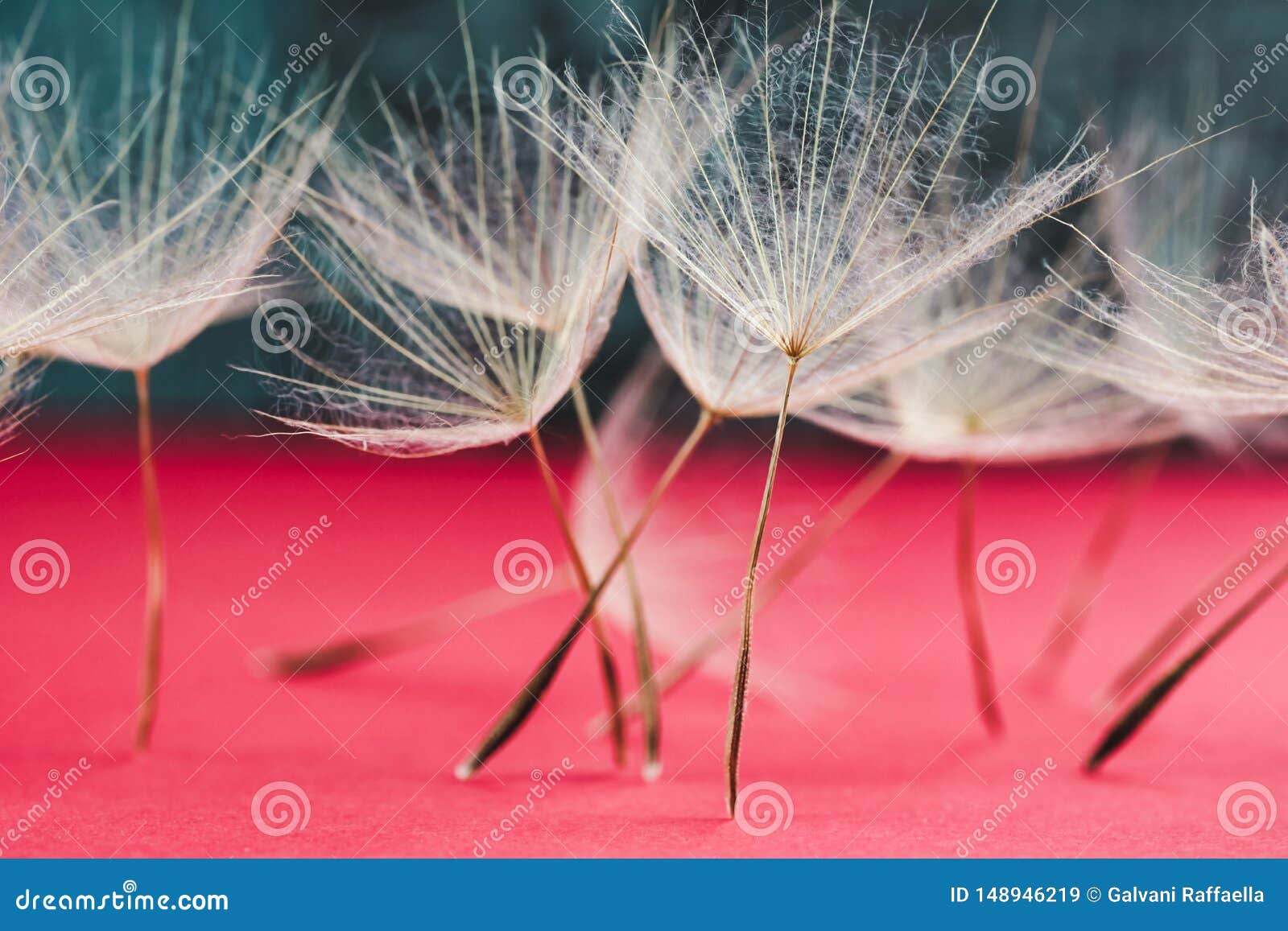 Close Up of Texture of Dry Dandelion Petals Stock Image - Image of ...