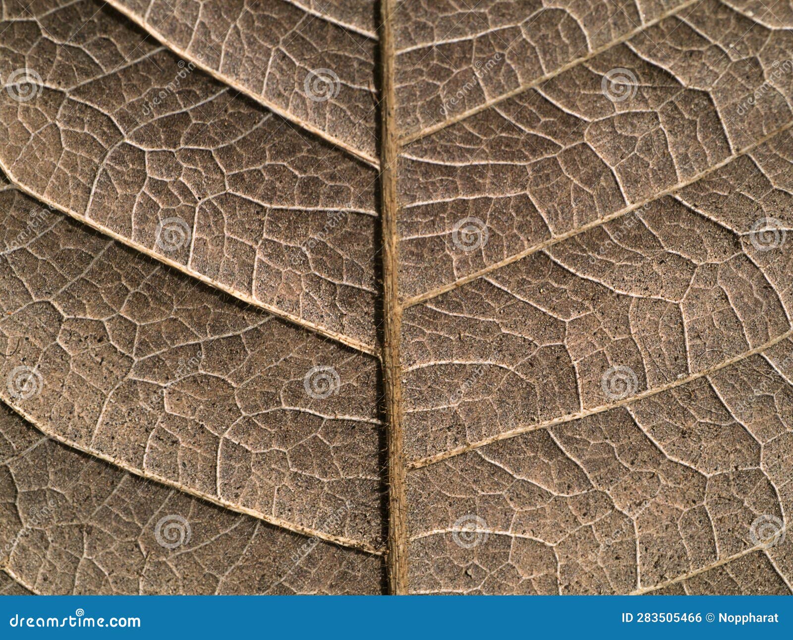 Close Up Texture of Dry Leaves Stock Photo - Image of leaves ...