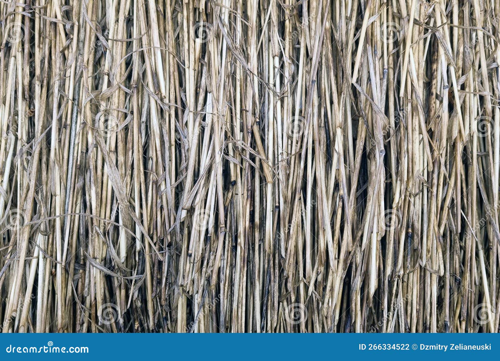 Close-up of the Texture of Dry Straw. Background. Stock Photo - Image ...