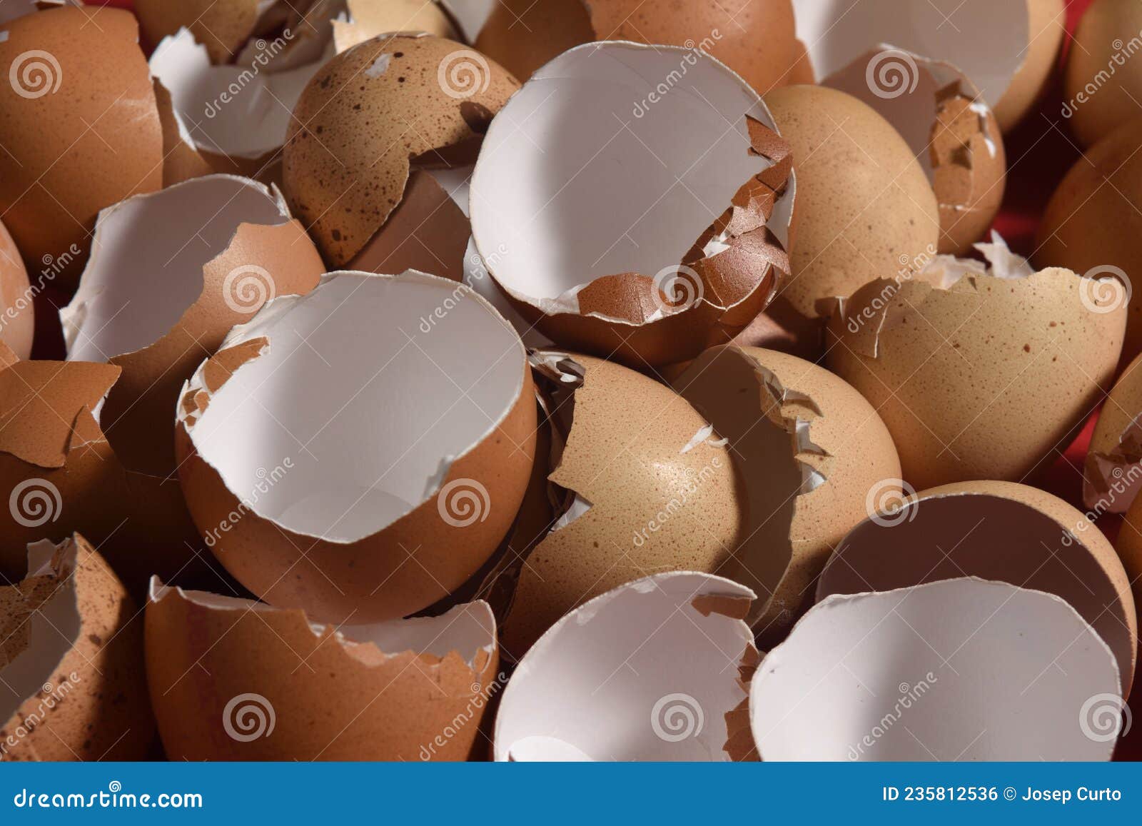 Close Up Texture of Eggshell Stock Photo - Image of detail, large ...