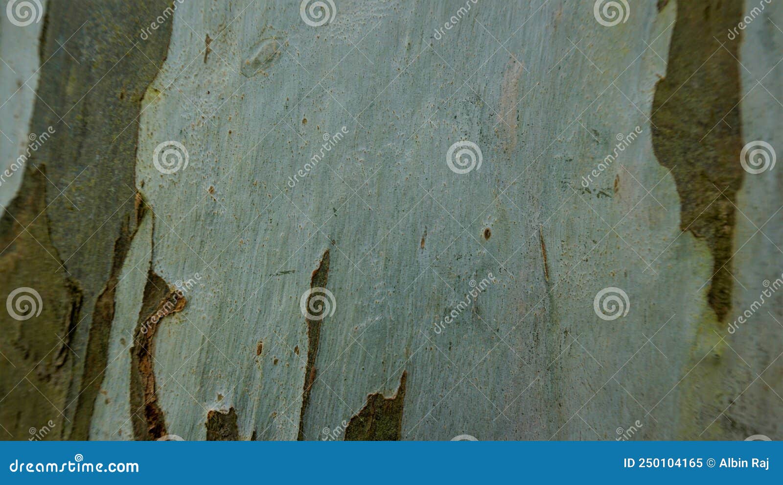 Close Up Texture of Eucalyptus Tree Trunk Bark Texture Background Stock ...