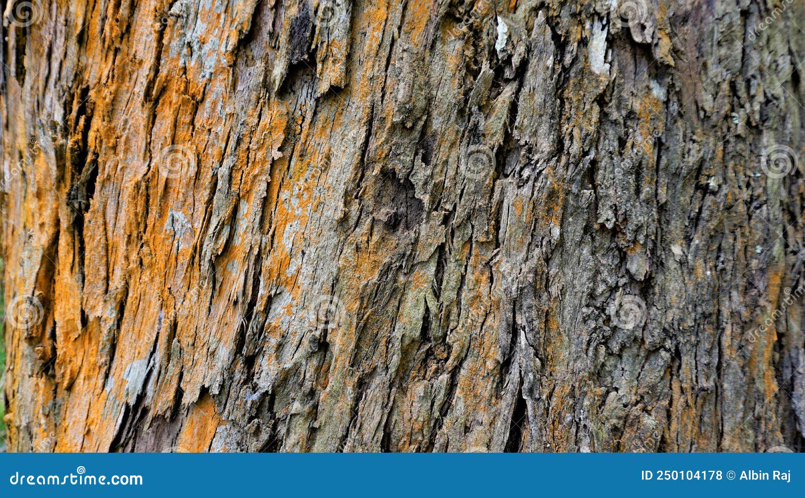 Close Up Texture of Eucalyptus Tree Trunk Bark Texture Background Stock ...