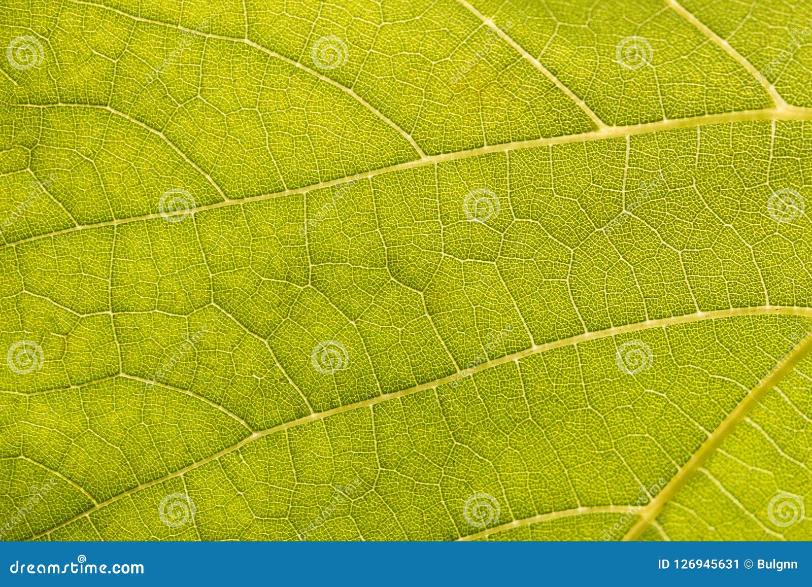 Close Up Texture of Gree Grape Leaf Stock Image - Image of color ...