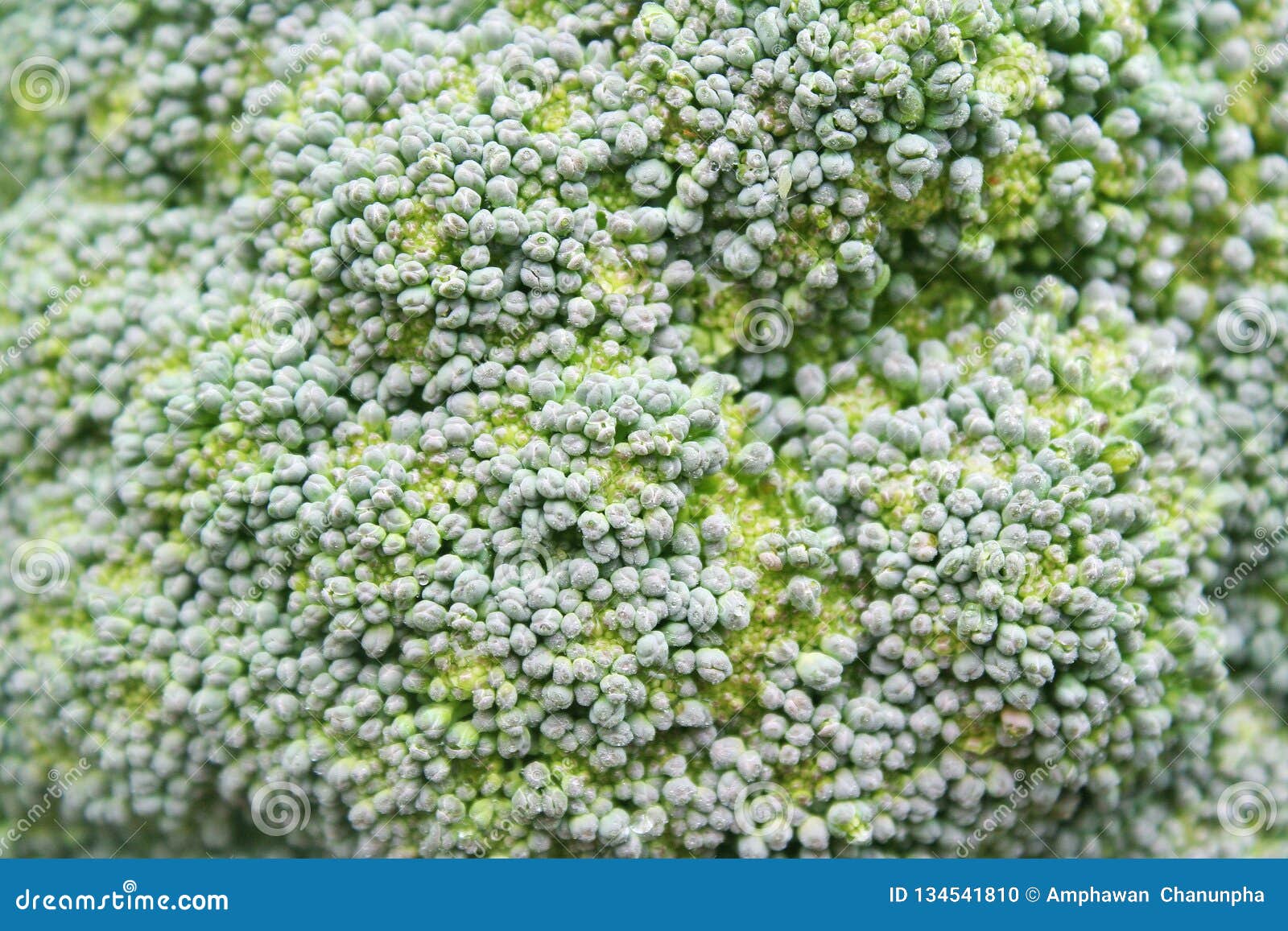 Texture green broccoli stock photo. Image of broccolo - 134541810
