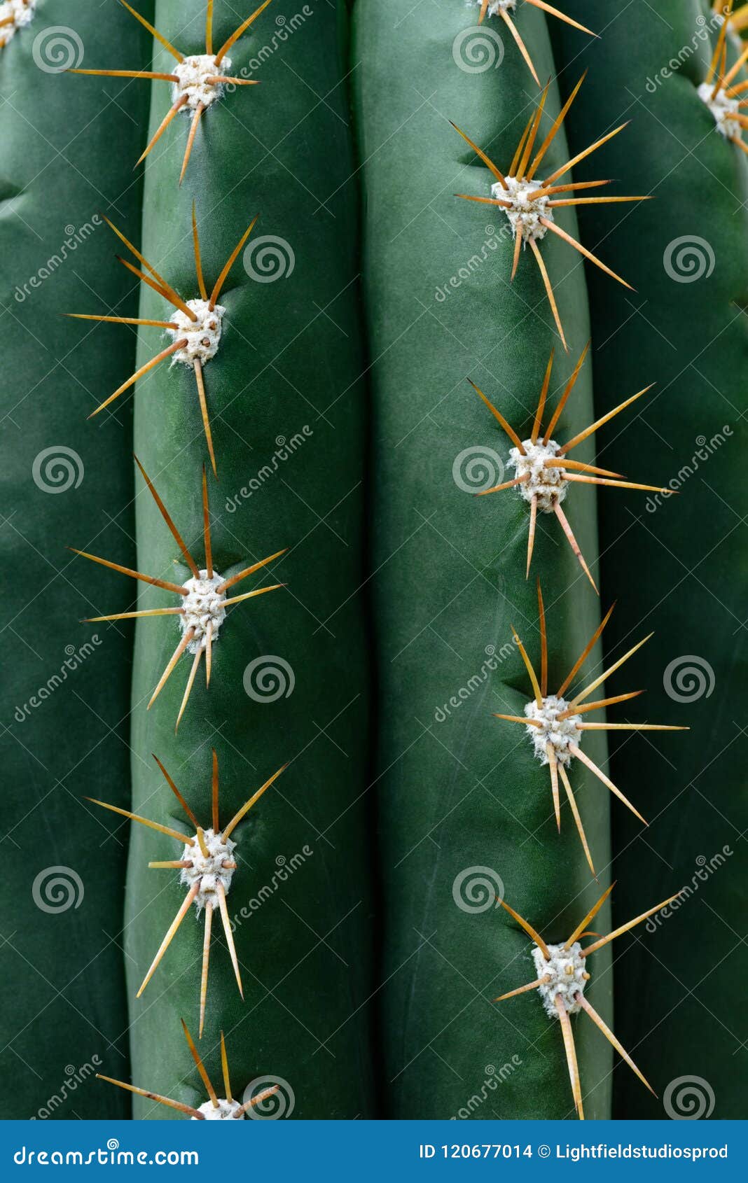 Close Up Texture of Green Cactus Stock Photo - Image of background ...