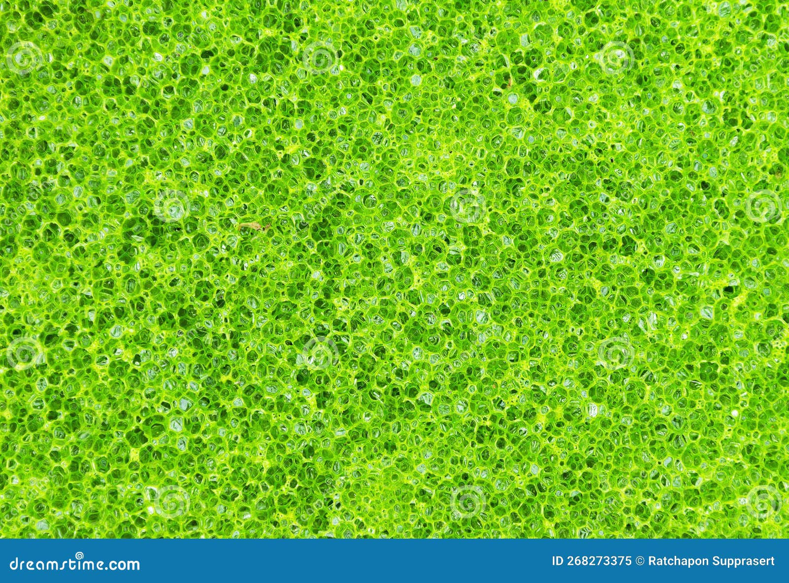 Close Up Texture Green Sponge Background Stock Image - Image of texture ...