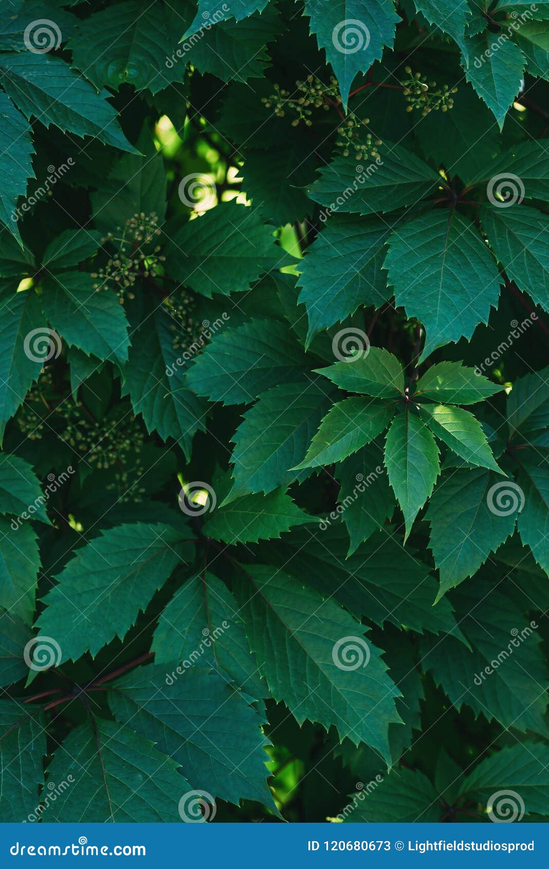 Close Up Texture of Green Wild Stock Image - Image of plant, close ...