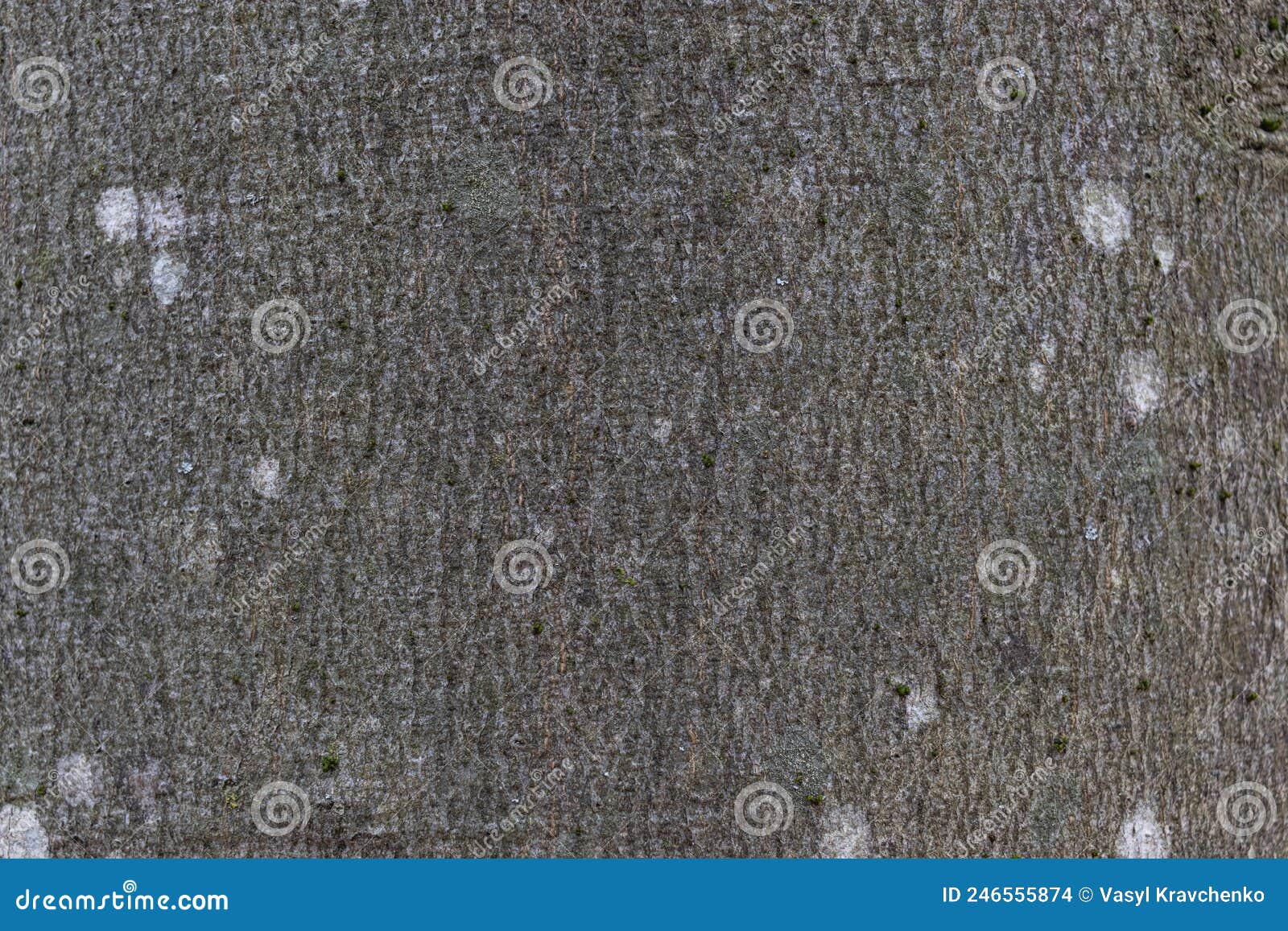 Close-up Texture of Grey Beech Tree Bark with White Spots of Lichen ...