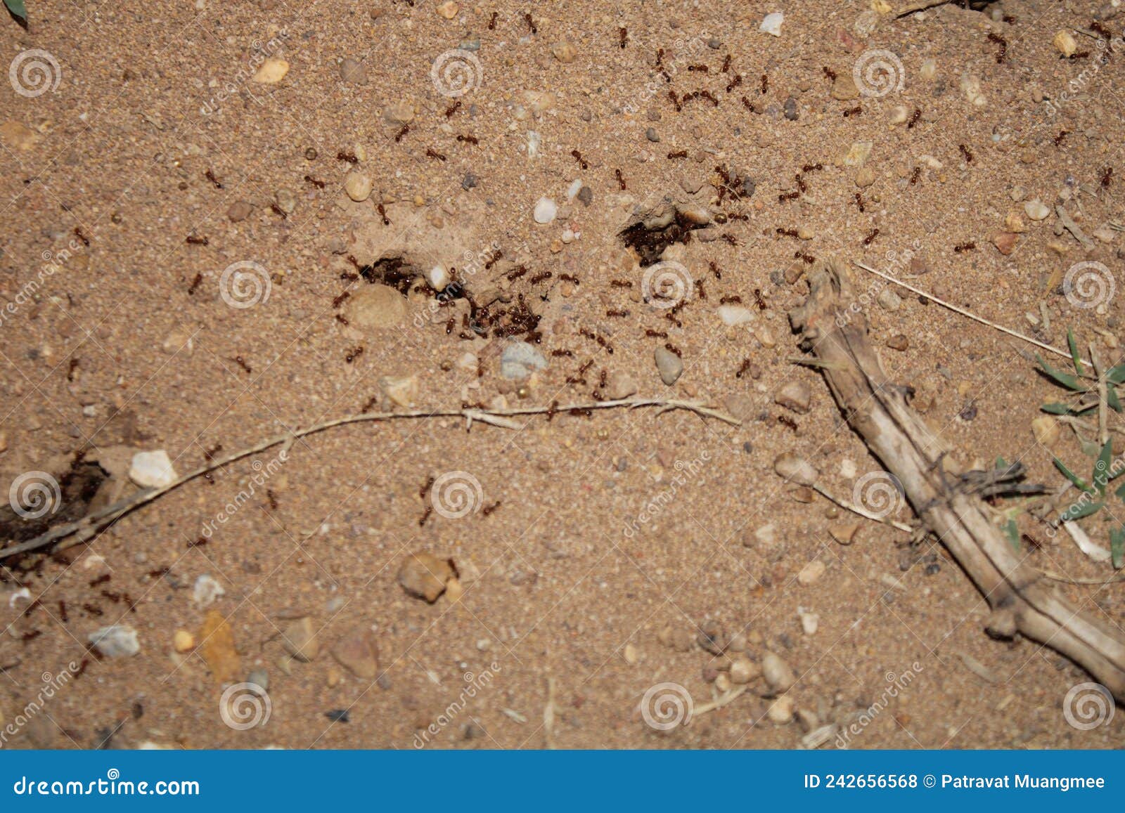 Close-up of Texture of the Ground with Ants. Stock Photo - Image of ...
