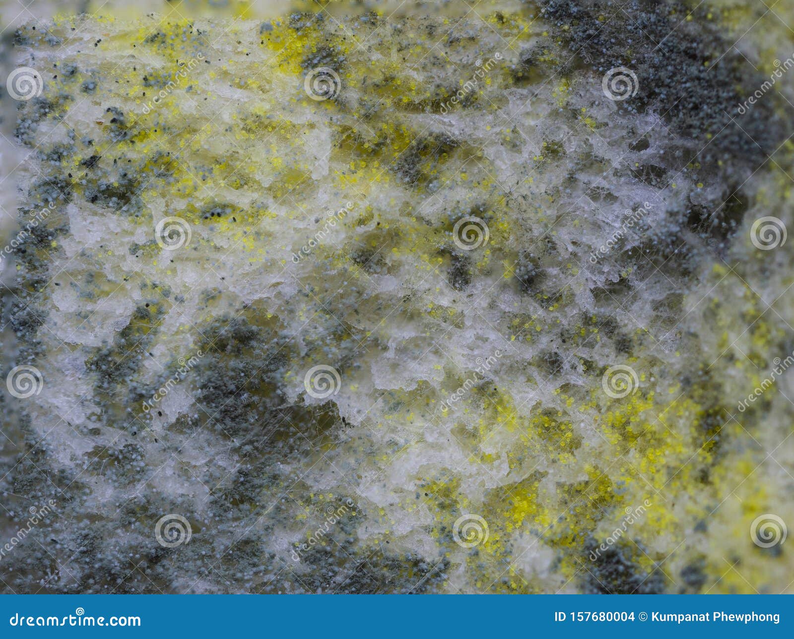 Close Up Texture of Growing Bread Mold Rhizopus Stock Photo - Image of ...