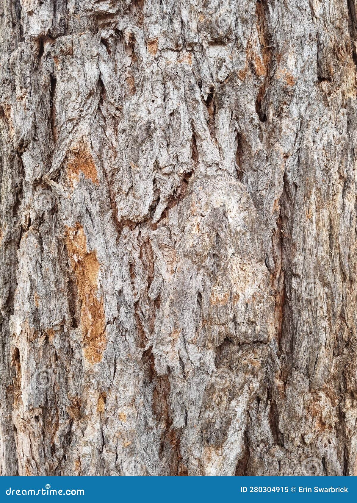 Close Up of Bark from Australian Native Tree Stock Image - Image of ...