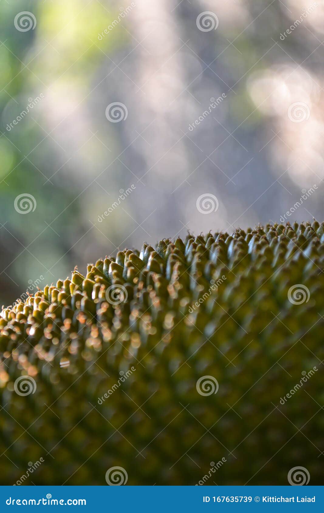 Close-up of Texture of Jackfruit Stock Image - Image of nature, thorns ...