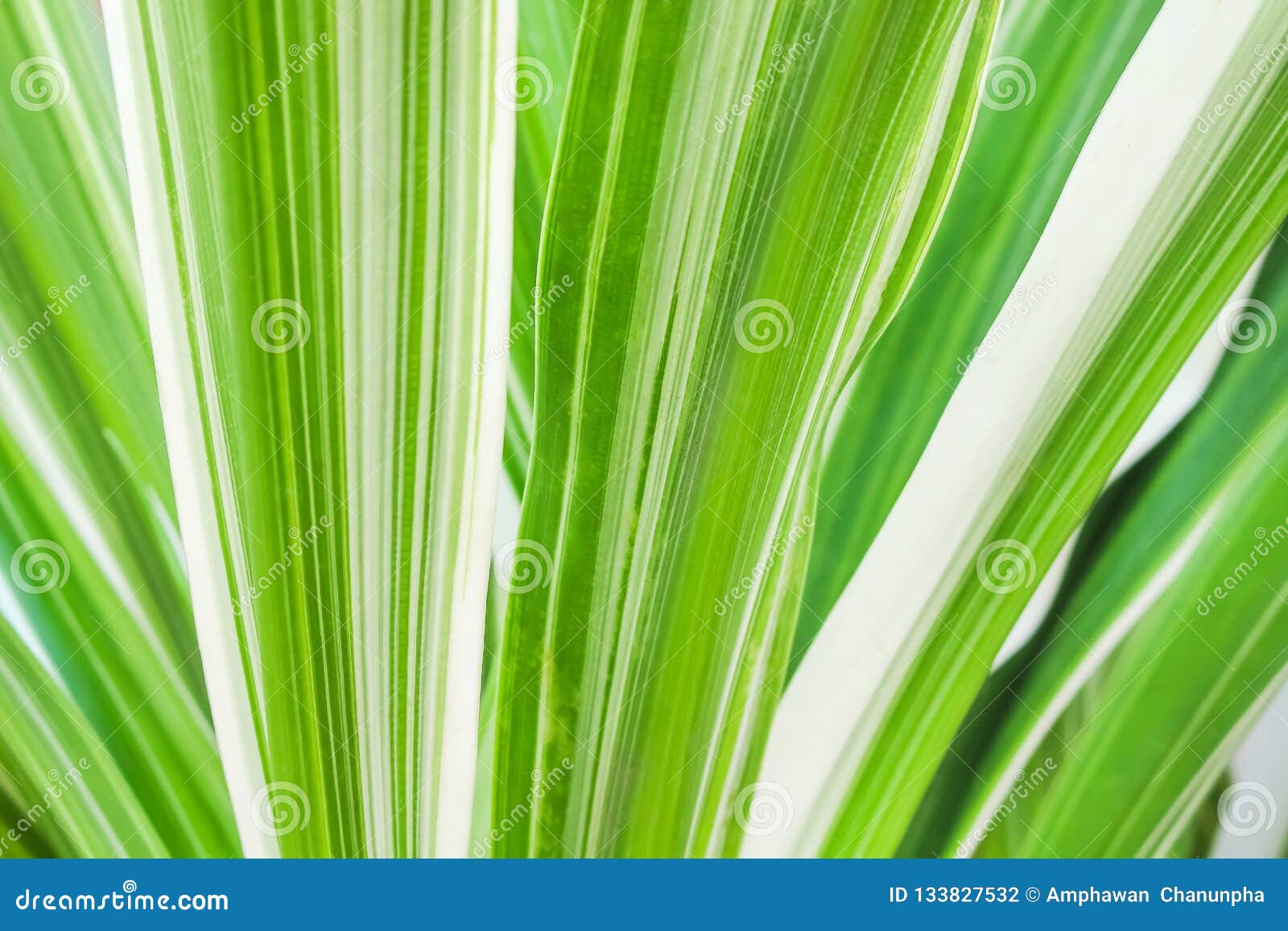 Texture Linear Green Stripes Alternating with Bright White on the Leaf ...