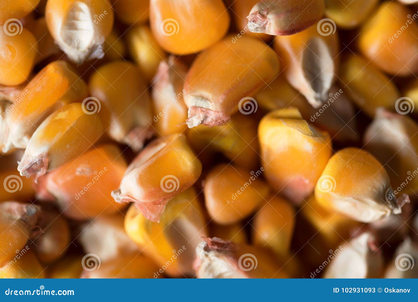 Natural Maize Kernels for Background Stock Image - Image of grain ...
