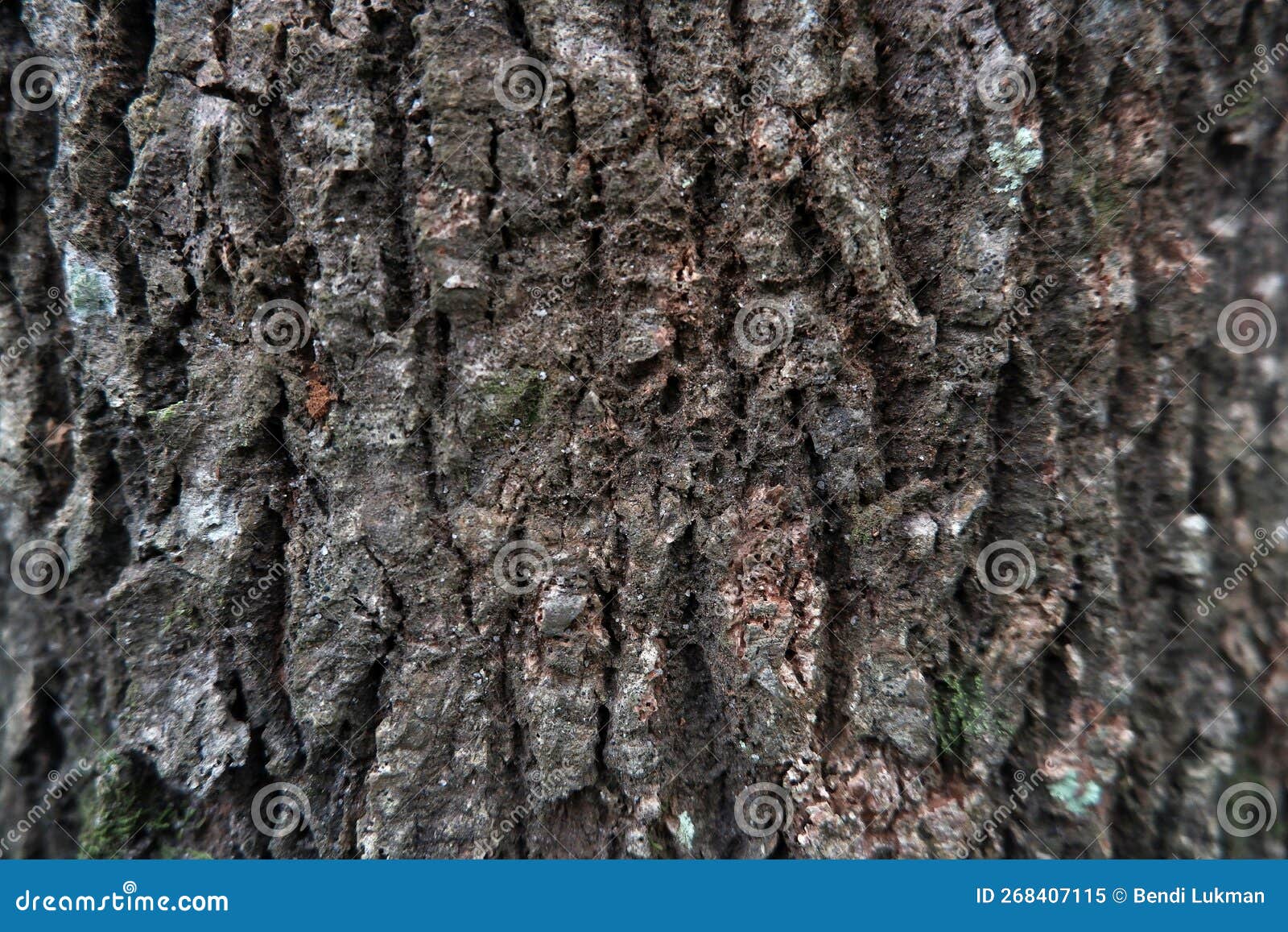 Close-up, Texture of Mango Tree Bark, Daylight Stock Image - Image of ...