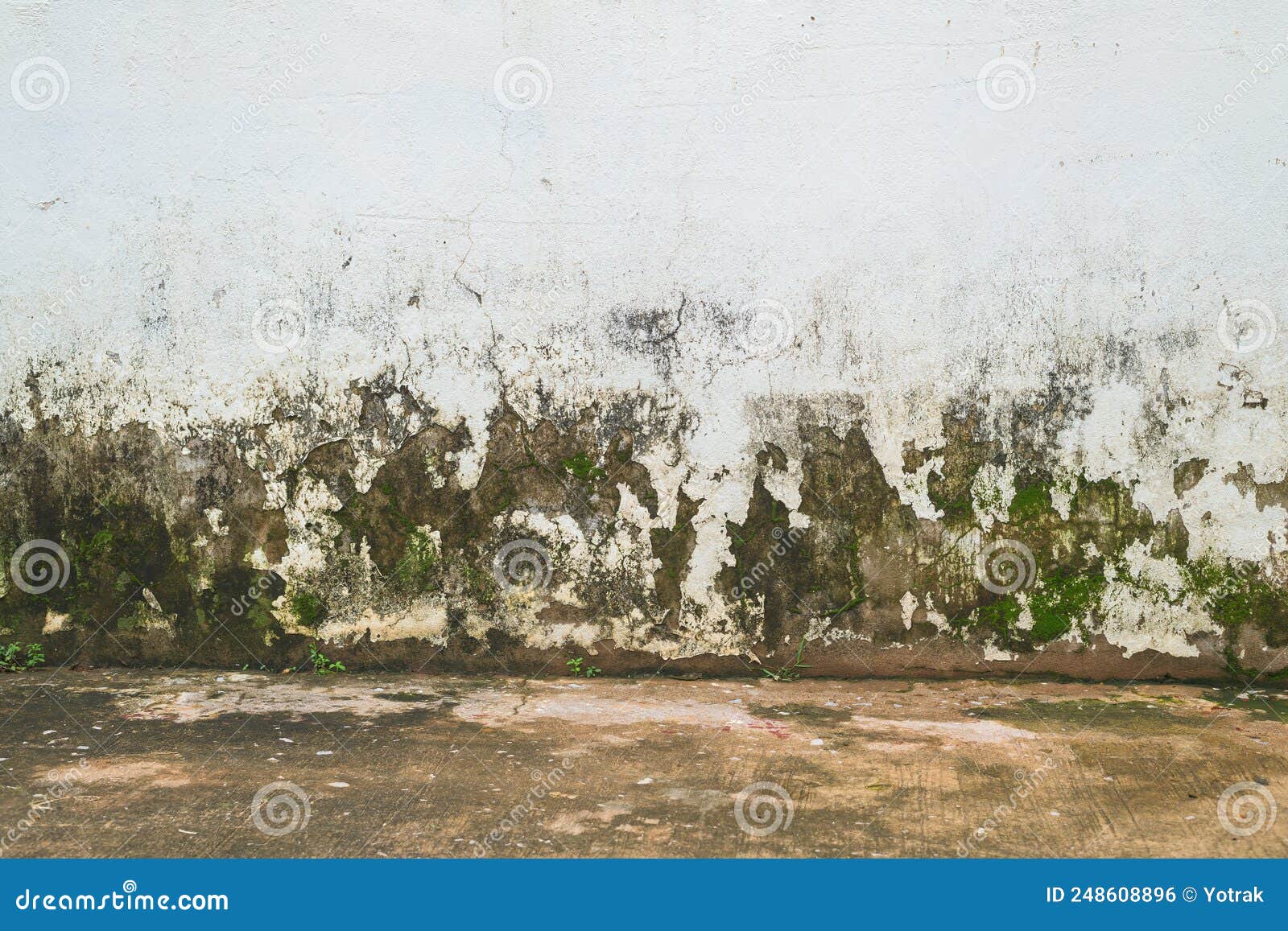 Close Up of Texture Mildewed Wall Stock Photo - Image of effect, broken ...