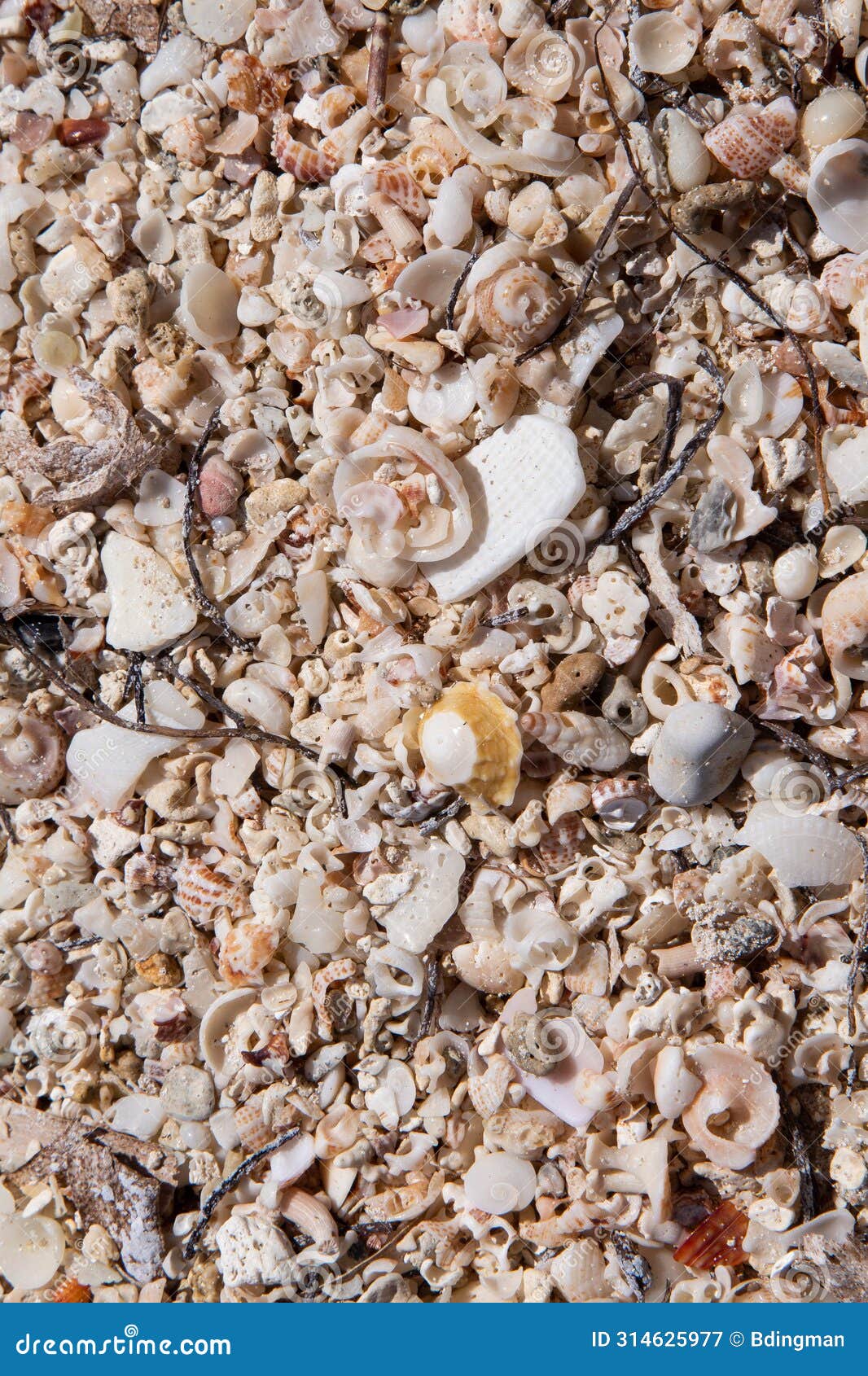 Close-Up Texture of Mini Seashells Stock Image - Image of delicate ...