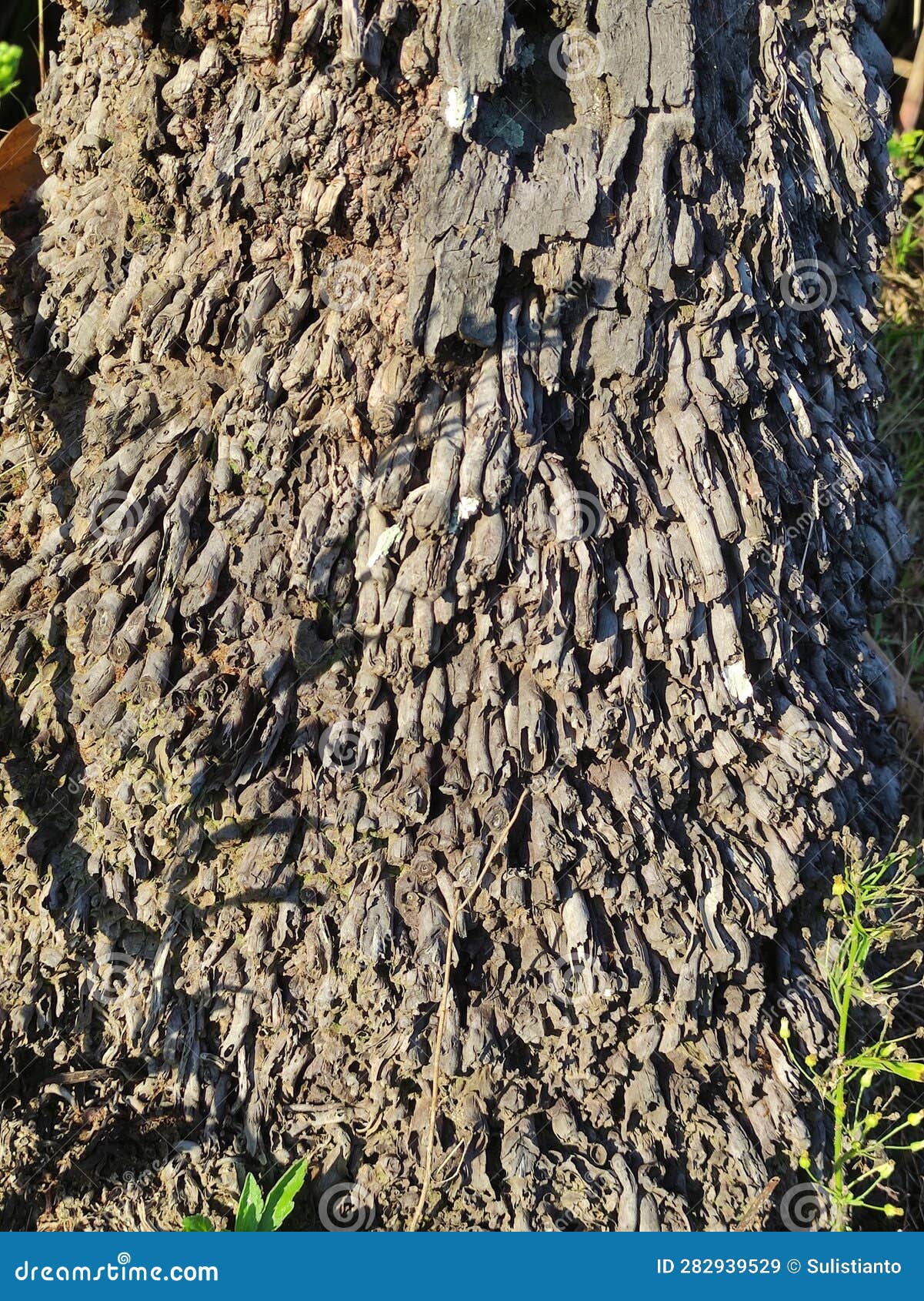 Close Up Texture of Old Coconut Wood Roots Stock Image - Image of ...