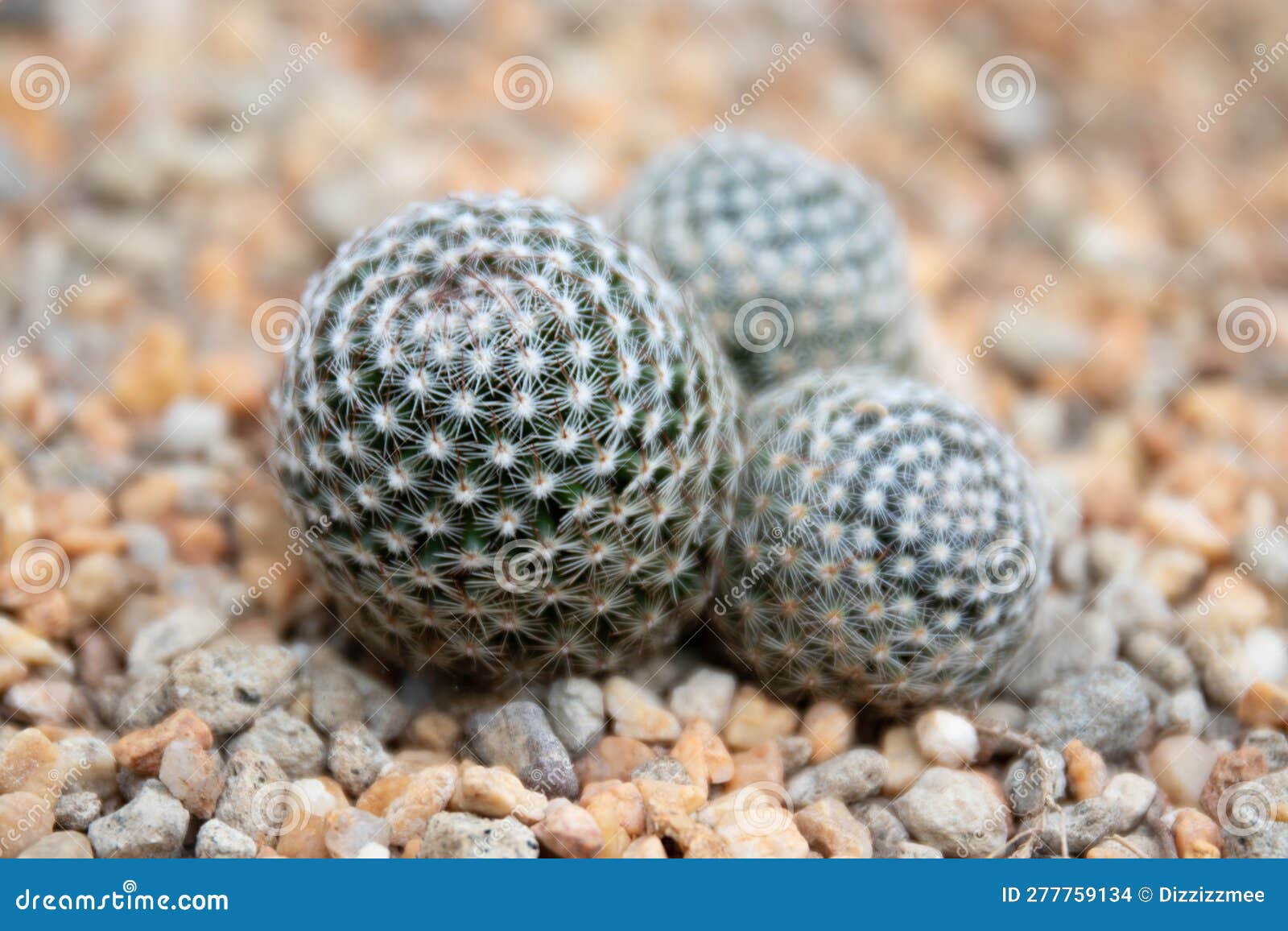 Close Up Texture and Pattern of Cactus Plant Stock Photo - Image of ...