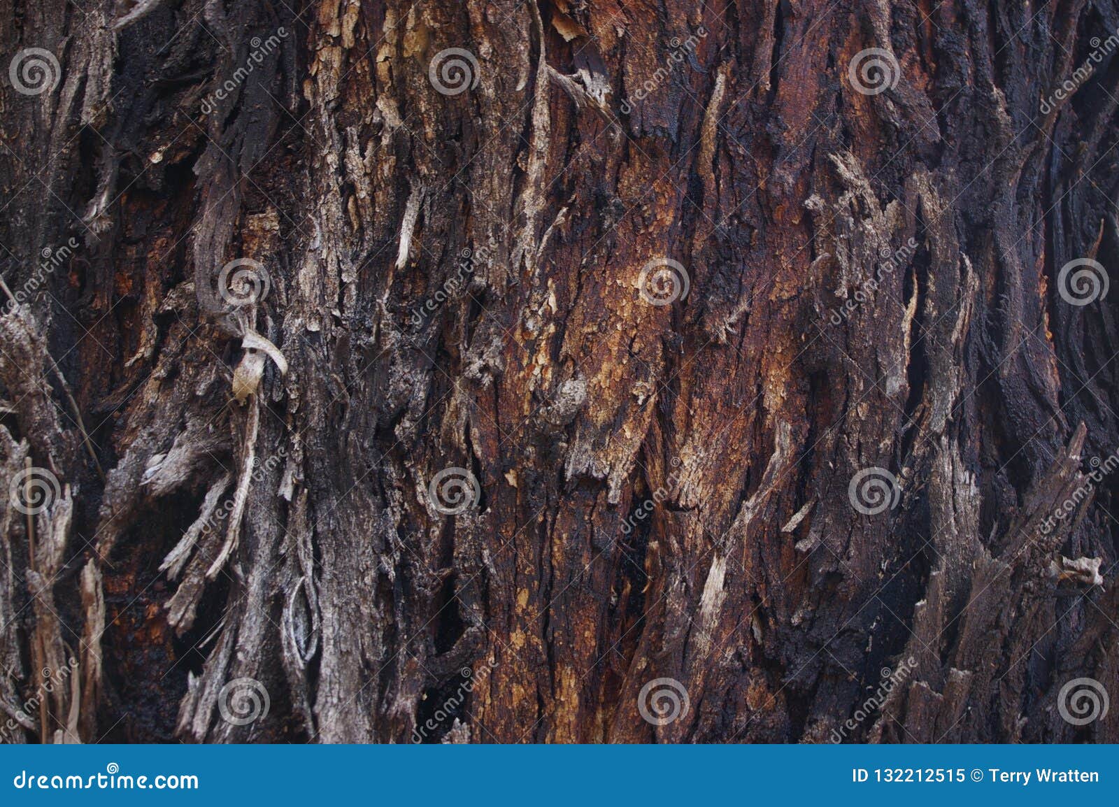 Close Up of the Texture and Patterns in the Twisting Bark Stock Image ...