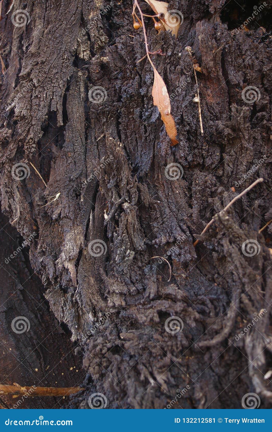 Close Up of the Texture and Patterns in the Twisting Bark Stock Image ...